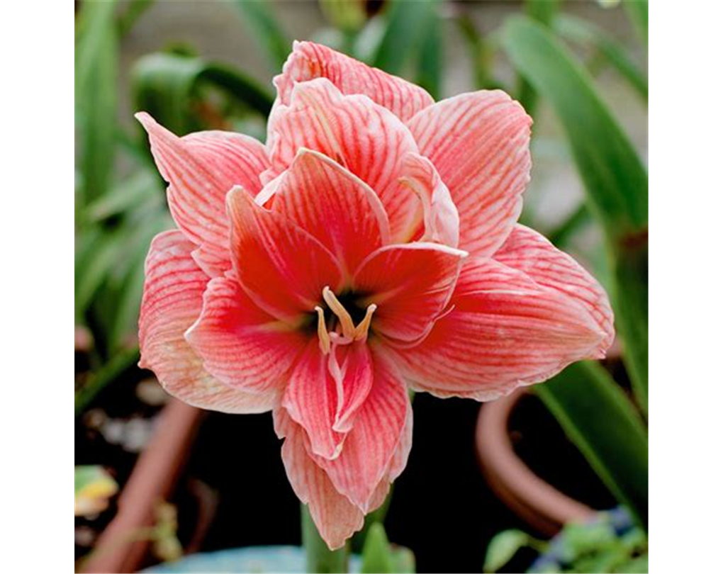 Gefüllte Amaryllis 'Sweet Nymph', Hippeastrum 'Sweet Nymph' lachsfarben ...