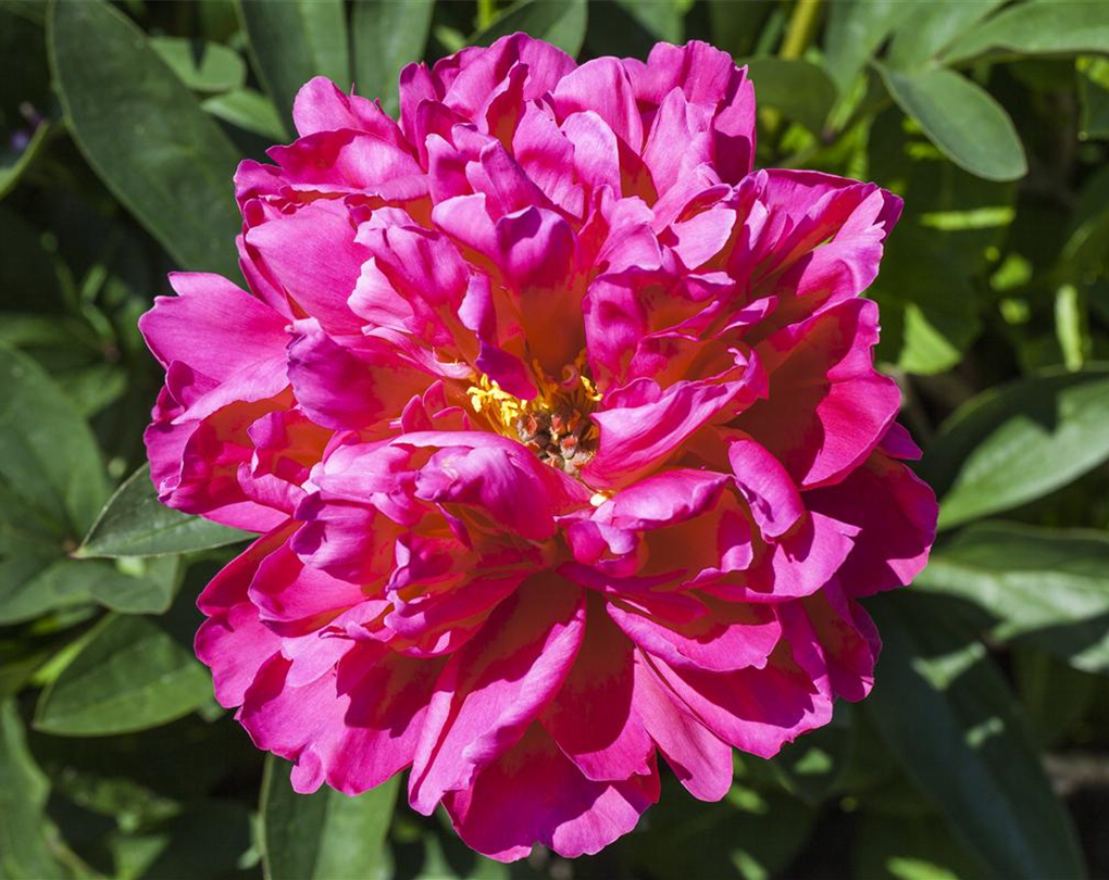 Strauch-Pfingstrose, Paeonia suffruticosa verschiedene Farben - Seebauer