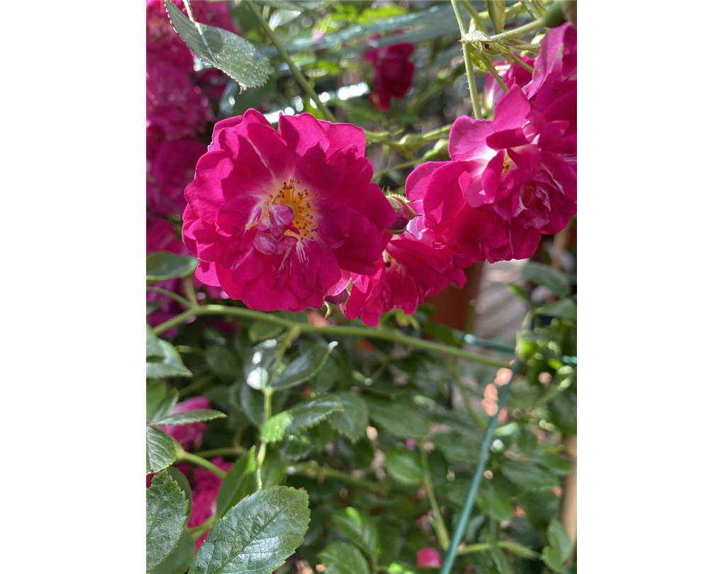Kletterrose 'Super Excelsa', Rosa 'Super Excelsa' karminrosa - Seebauer