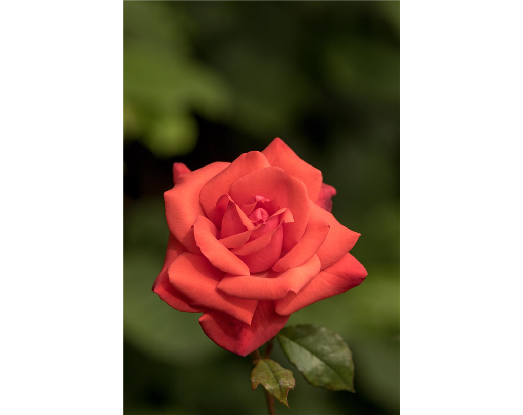 Edelrose 'Piccolo, Rosa 'Piccolo' lachsrot - Seebauer