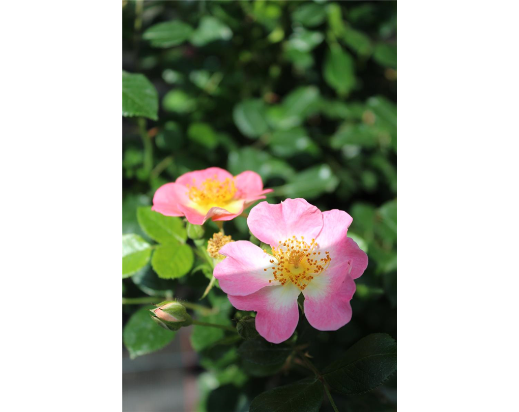 Bodendeckerrose 'Topolina', Rosa 'Topolina' pinkrosa mit gelblicher ...