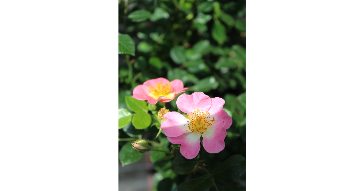 Bodendeckerrose 'Topolina', Rosa 'Topolina' pinkrosa mit gelblicher ...