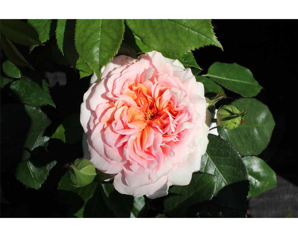 Edelrose 'Chippendale', Rosa 'Chippendale' dunkelorange - Seebauer