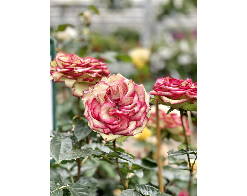 Edelrose 'Mauritius', Rosa 'Mauritius' cremeweiß mit rosarotem Rand ...