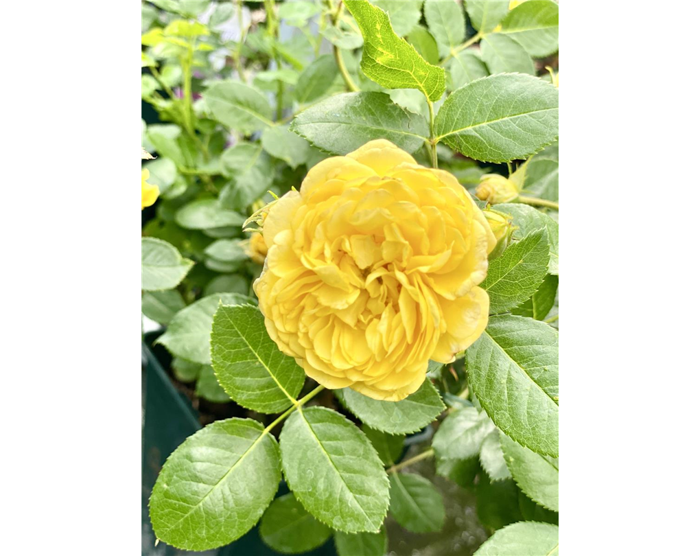 Beetrose 'Yellow Meilove', Rosa 'Yellow Meilove' zartgelb - Seebauer