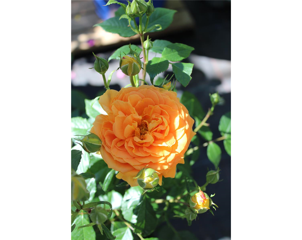 Beetrose 'Goldelse', Rosa 'Goldelse' dunkelorange - Seebauer