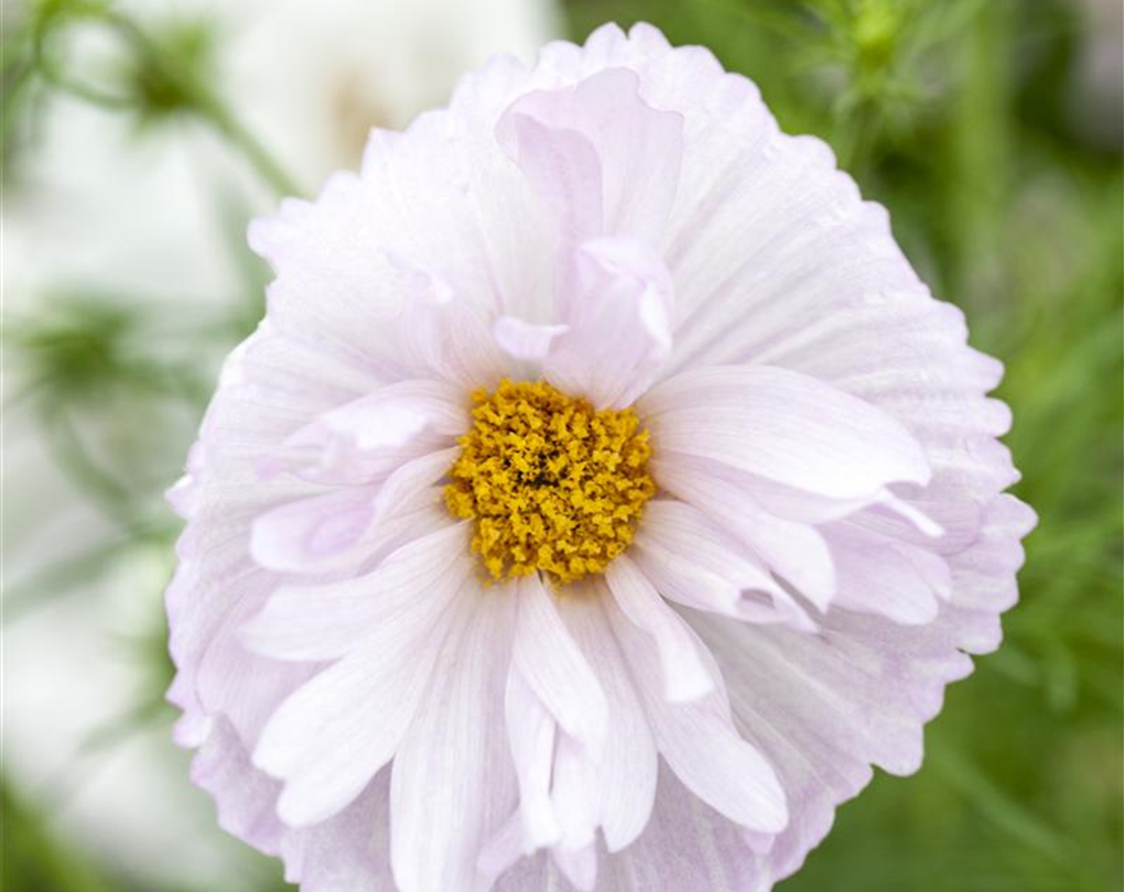 Schmuckkörbchen 'Cupcakes', Cosmos bipinnatus 'Cupcakes' - Seebauer