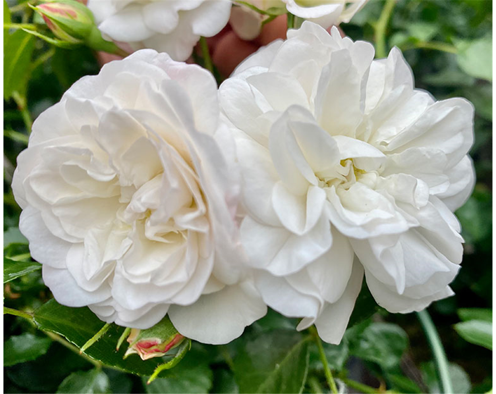 Bodendeckerrose 'Kastelruther Spatzen', Rosa 'Kastelruther Spatzen ...