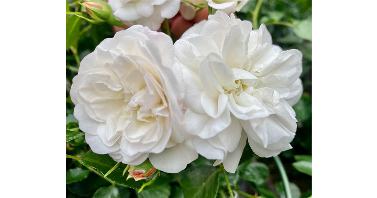 Bodendeckerrose 'Kastelruther Spatzen', Rosa 'Kastelruther Spatzen ...