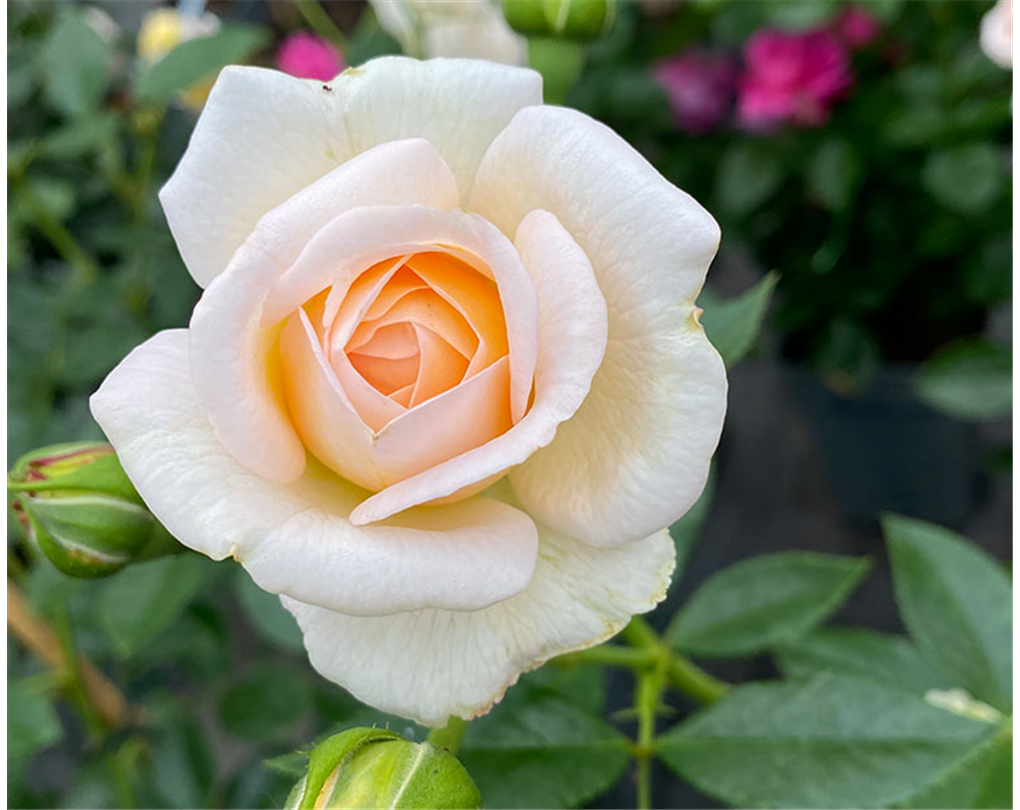 Edelrose 'Audienz', Rosa 'Audienz' creme bis apricot - Seebauer