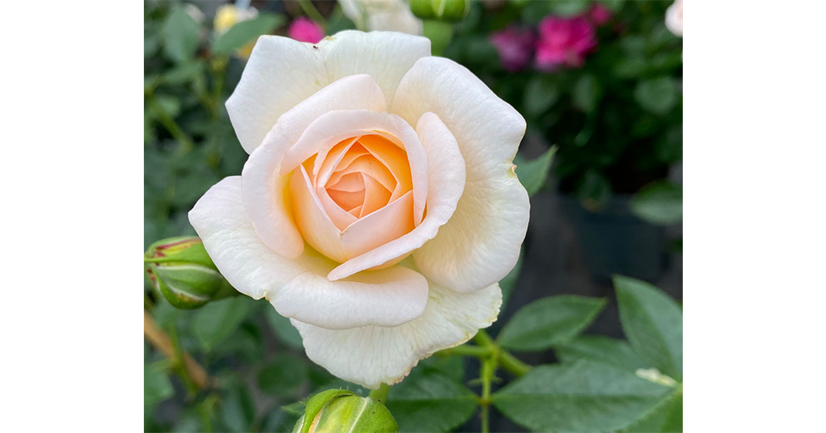 Edelrose 'Audienz', Rosa 'Audienz' creme bis apricot - Seebauer