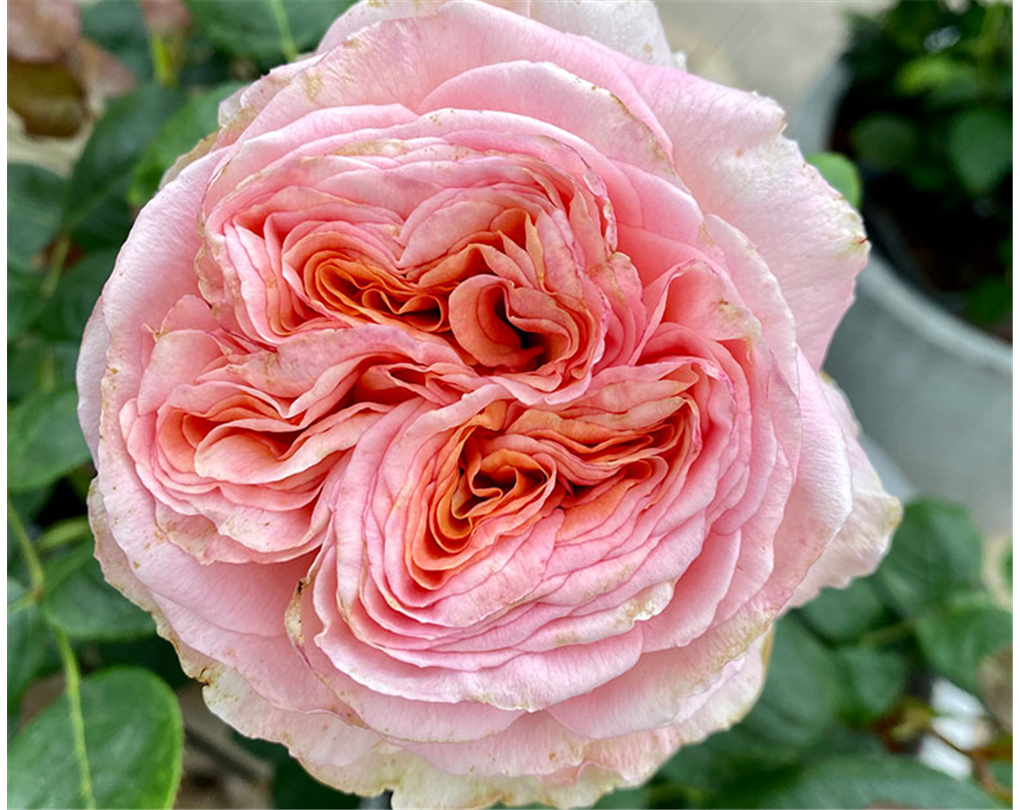 Edelrose 'Lady Capri', Rosa 'Lady Capri' apricot bis creme - Seebauer