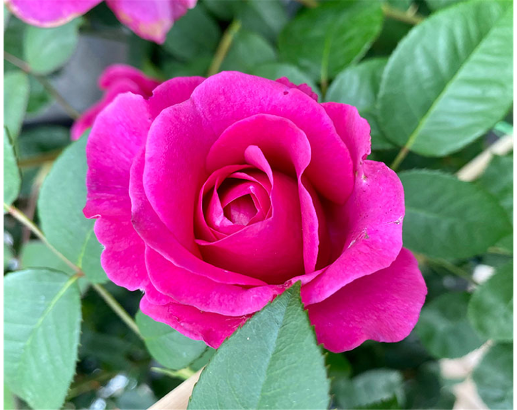 Edelrose 'Laudatio', Rosa 'Laudatio' purpur- bis pinkviolett - Seebauer