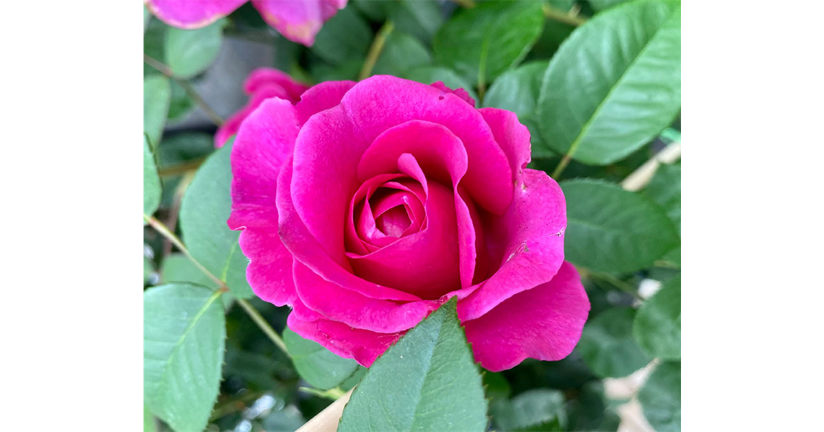 Edelrose 'Laudatio', Rosa 'Laudatio' purpur- bis pinkviolett - Seebauer