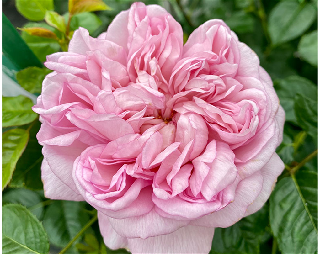 Edelrose 'Mauritia', Rosa 'Mauritia' rosa - Seebauer