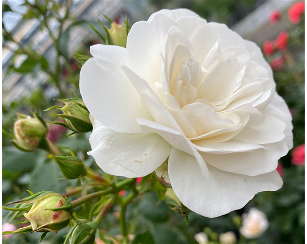 Stammrose 'Kastelruther Spatzen', Rosa 'Kastelruther Spatzen' reinweiß ...
