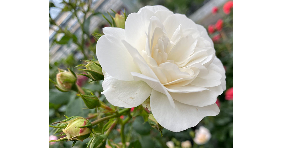 Stammrose 'Kastelruther Spatzen', Rosa 'Kastelruther Spatzen' reinweiß ...