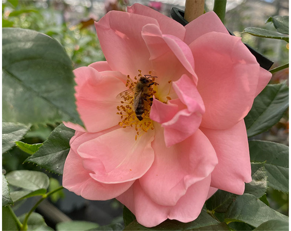 Strauchrose 'Astrid Lindgren', Rosa 'Astrid Lindgren' hellrosa - Seebauer