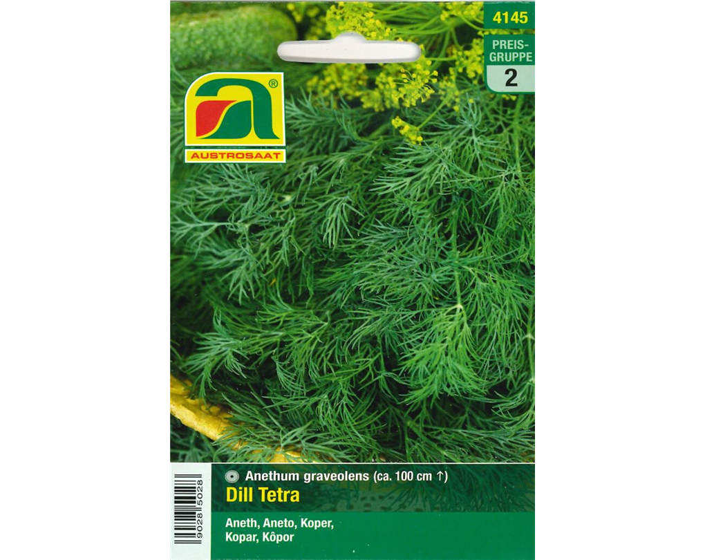 Dill 'Tetra', Anethum graveolens 'Tetra' - Seebauer