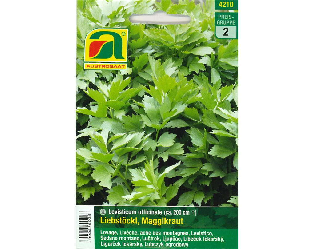 Liebstöckl / Maggikraut, Levisticum officinale - Seebauer