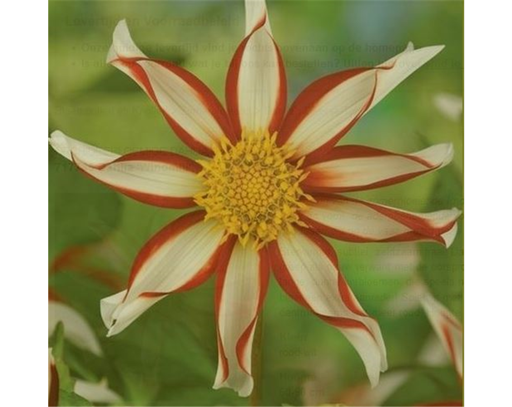 Orchideenblütige Dahlie 'Windmill', Dahlia 'Windmill' weiß mit roten ...