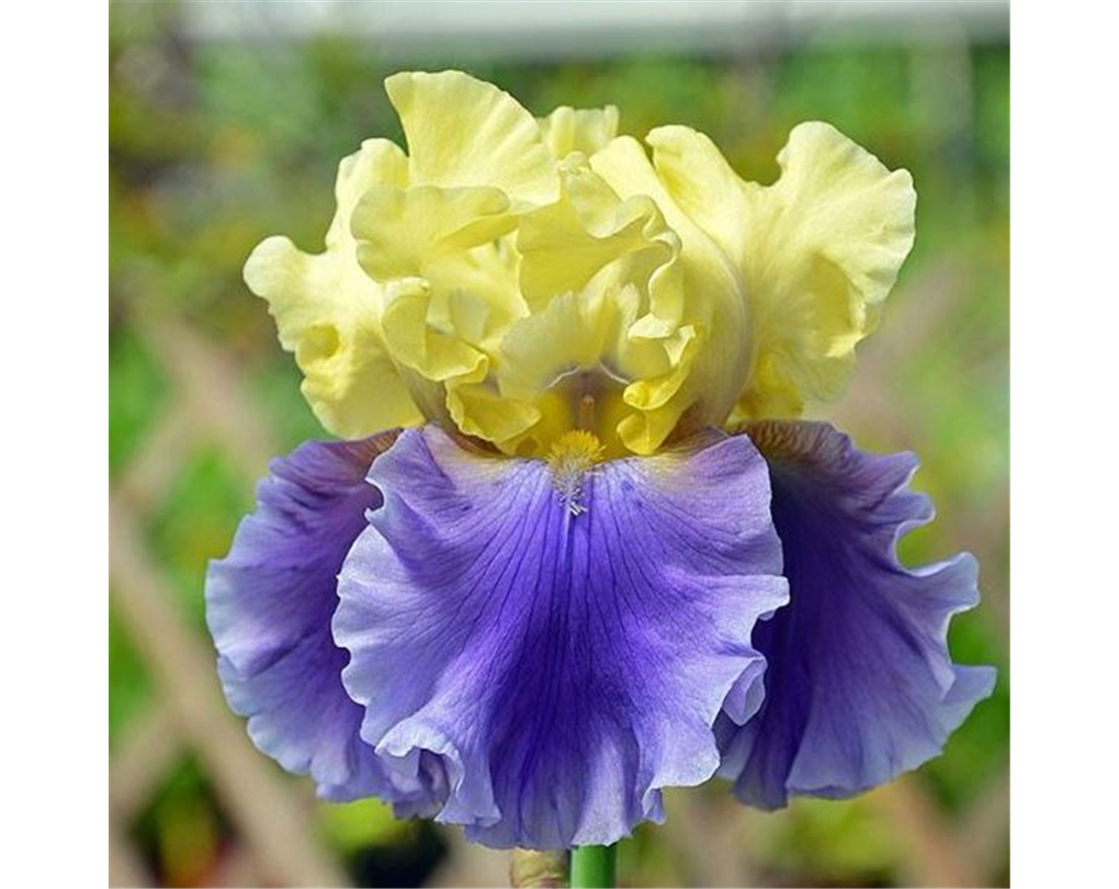 Hohe Schwertlilie 'Edith Wolford', Iris germanica 'Edith Wolford' hellgelb-violett - Seebauer