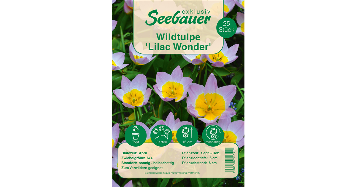 Wild-Tulpe 'Lilac Wonder', Tulipa 'Lilac Wonder' lila-rosa mit gelber ...