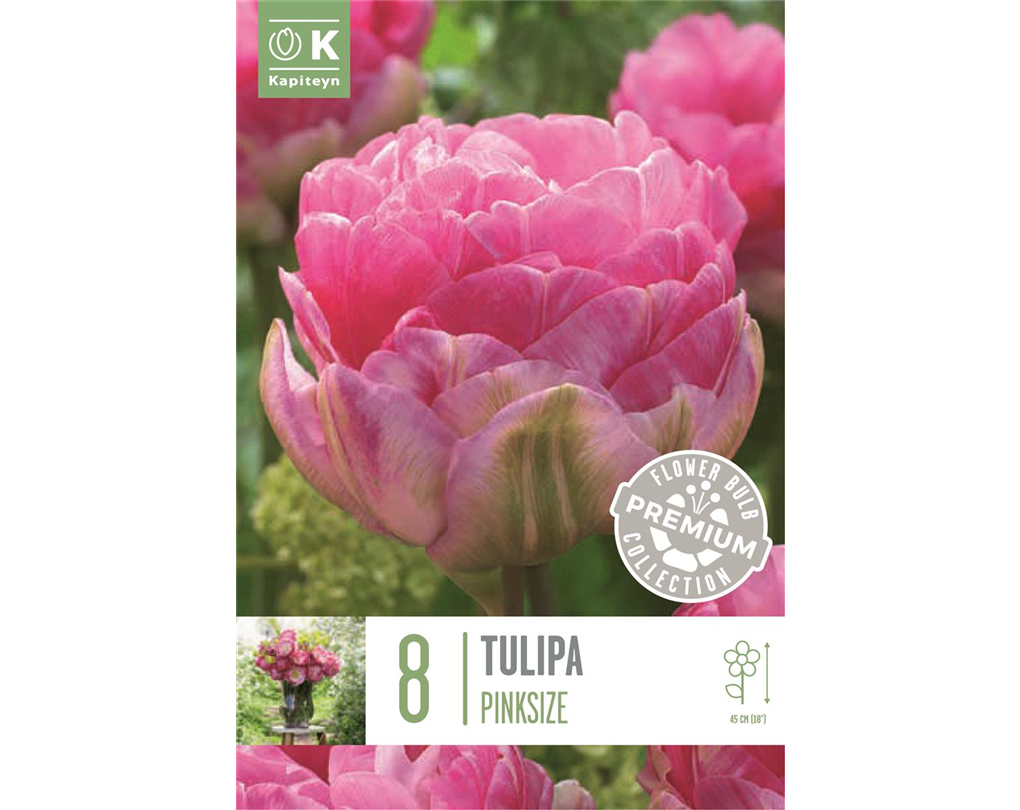 Gefüllte Tulpe 'Pink Size', Tulipa 'Pink Size' pink - Seebauer