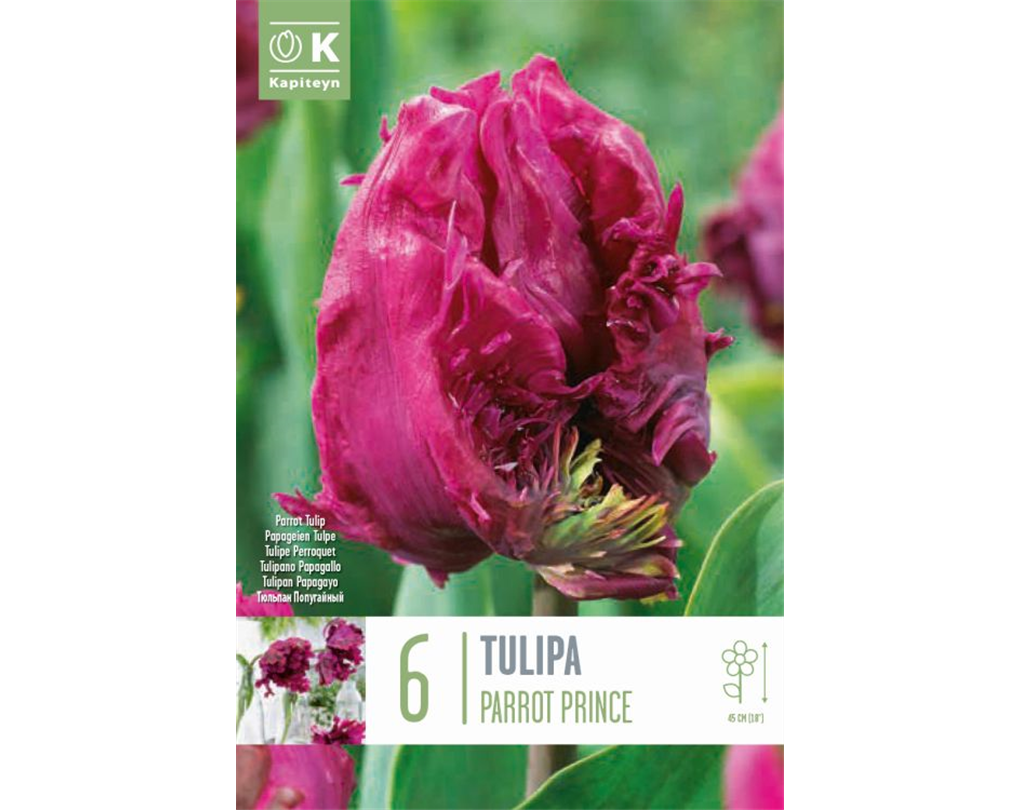Papageien-Tulpe 'Parrot Prince', Tulipa 'Parrot Prince' dunkel-purpur ...