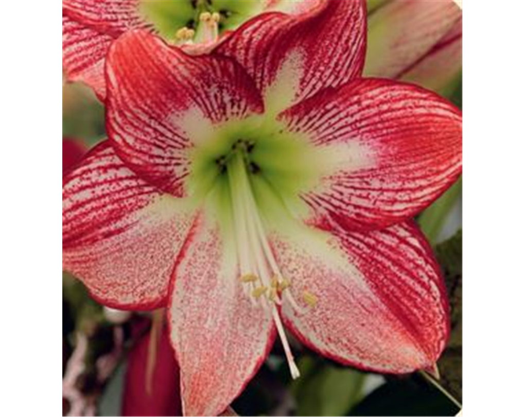 Amaryllis 'Flamingo Queen', Hippeastrum 'Flamingo Queen' rot-weiß ...
