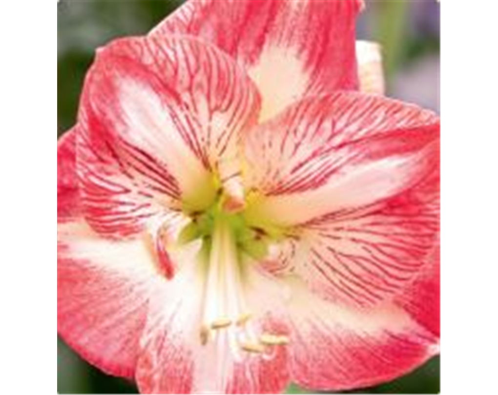 Amaryllis 'Minerva', Hippeastrum 'Minerva' rot-weiß - Seebauer