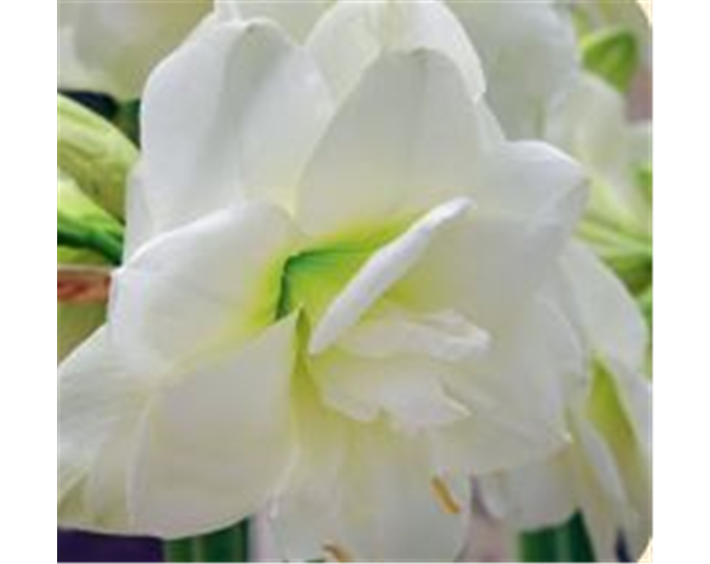 Doppelblütige Amaryllis 'White Amadeus', Hippeastrum 'White Amadeus ...