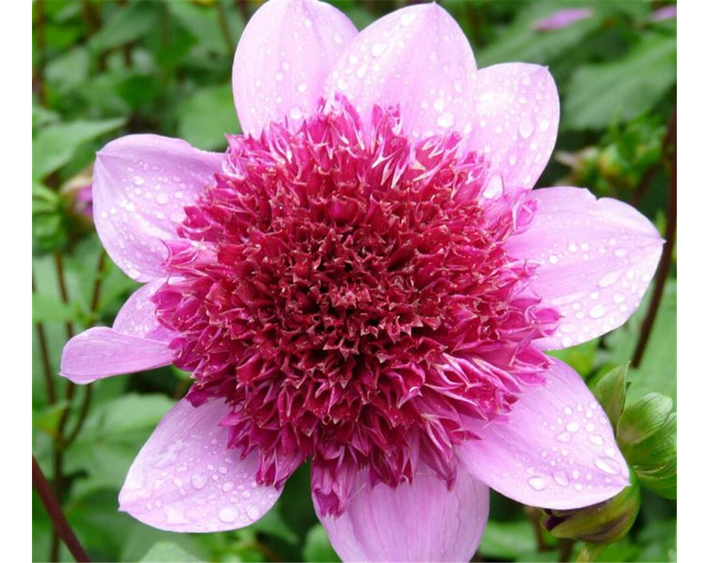 Anemonenblütige Dahlie 'Blue Bayou', Dahlia anemone 'Blue Bayou' lila ...