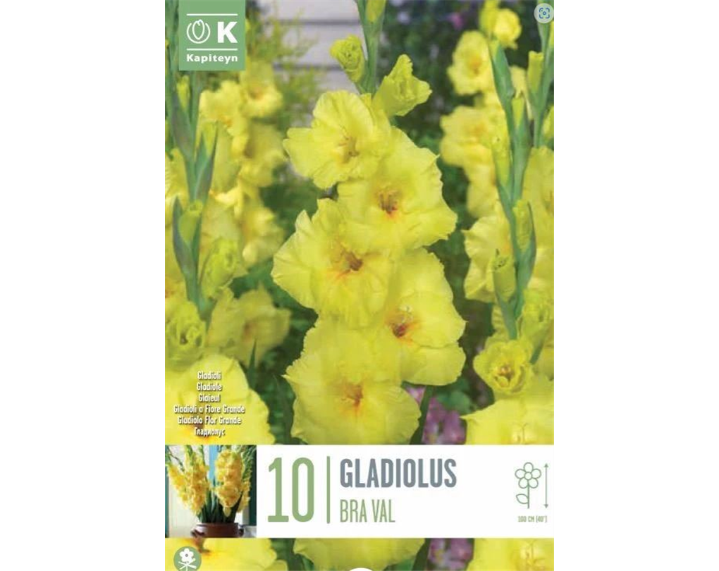 Großblütige Gladiole 'Bra Val', Gladiolus 'Bra Val' sonnengelb - Seebauer
