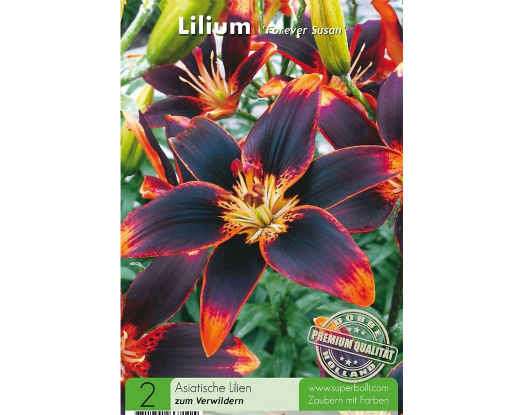 Asiatische Lilie 'Forever Susan', Lilium 'Forever Susan' dunkelrot mit ...