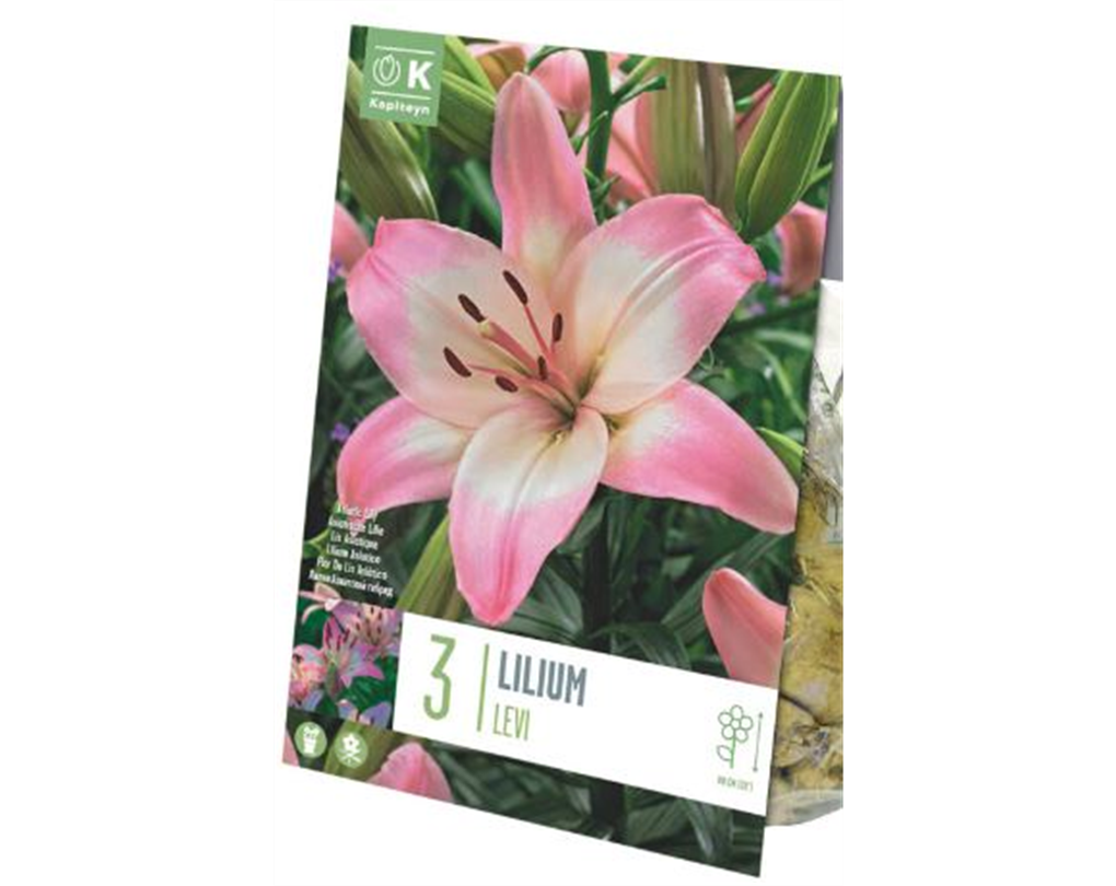 Baumlilie 'Levi', Lilium 'Levi' weiß mit pinkfarbener Spitze - Seebauer