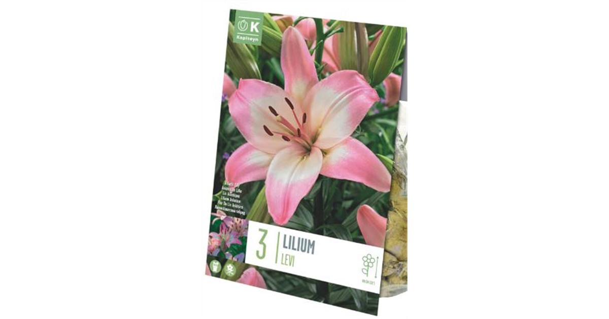 Baumlilie 'Levi', Lilium 'Levi' weiß mit pinkfarbener Spitze - Seebauer