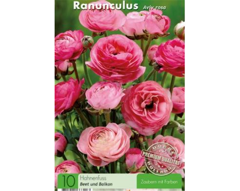 Hahnenfuß 'Aviv', Ranunculus asiaticus 'Aviv' rosa - Seebauer