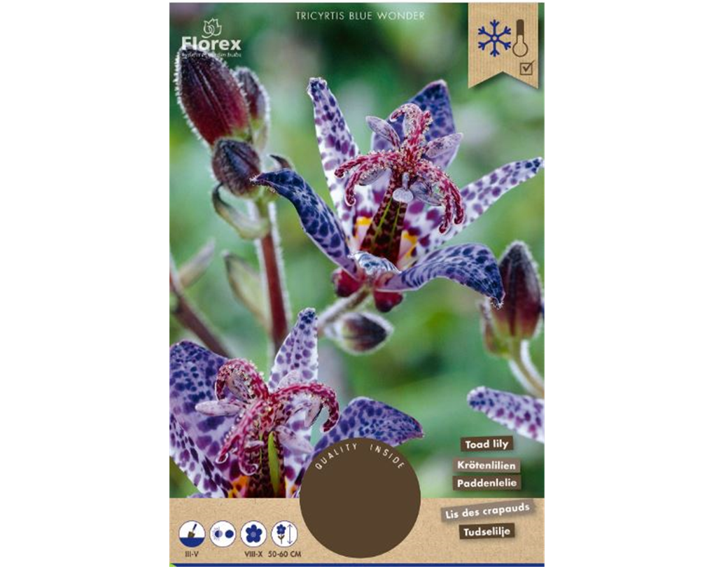 Japanische Krötenlilie 'Blue Wonder', Tricyrtis hirta 'Blue Wonder ...