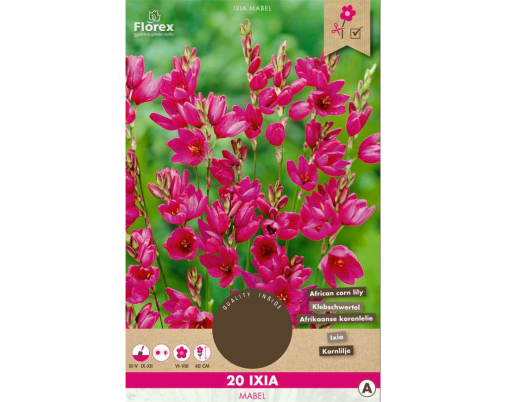Afrikanische Kornlilie 'Mabel', Ixia 'Mabel' pink - Seebauer