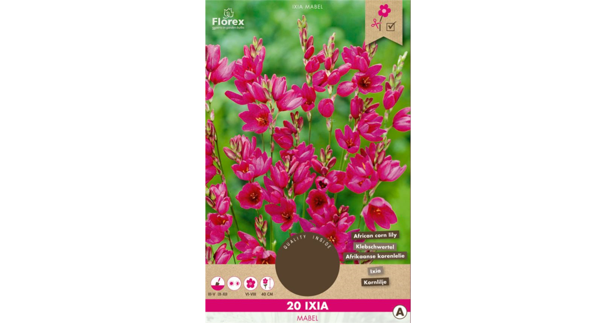 Afrikanische Kornlilie 'Mabel', Ixia 'Mabel' pink - Seebauer
