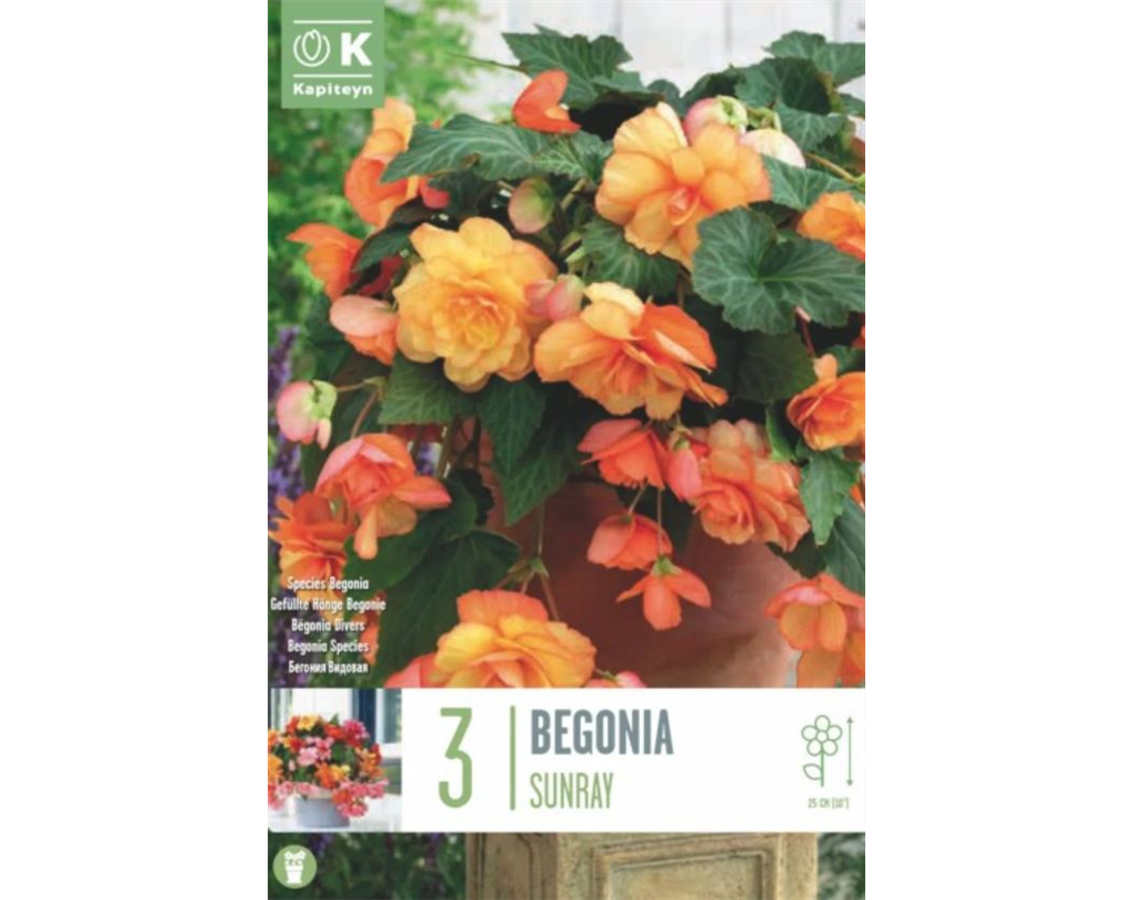 Hänge-Begonie 'Cascade Sunray' , Begonia pendula 'Cascade Sunray ...