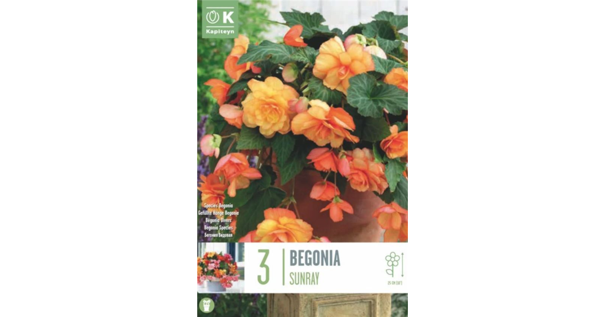 Hänge-Begonie 'Cascade Sunray' , Begonia pendula 'Cascade Sunray ...