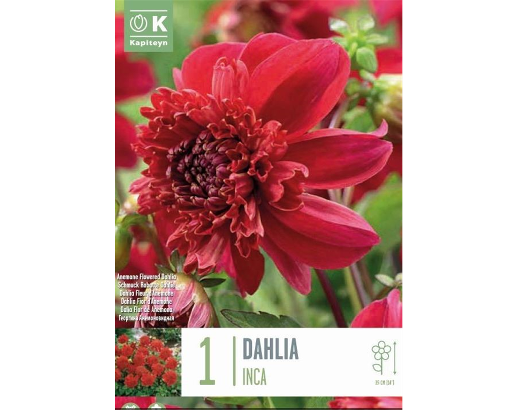 Anemonenblütige Dahlie 'Inca', Dahlia anemone 'Inca' purpur - Seebauer