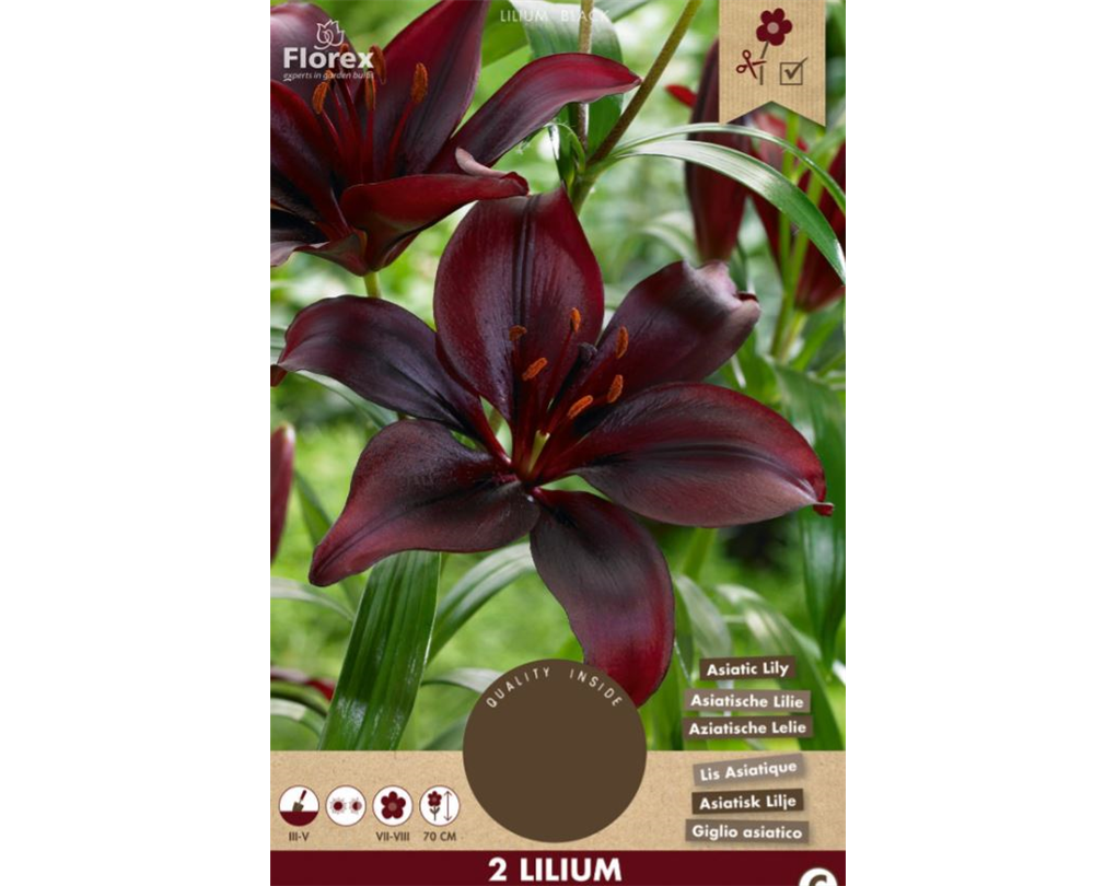 Asiatische Lilie 'Nightrider', Lilium 'Nightrider' schwarz - Seebauer