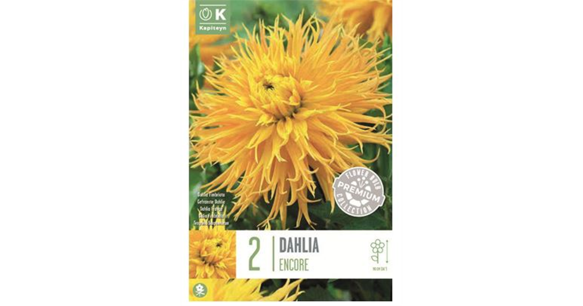 Gefranste Dahlie 'Encore' , Dahlia 'Encore' gelb - Seebauer