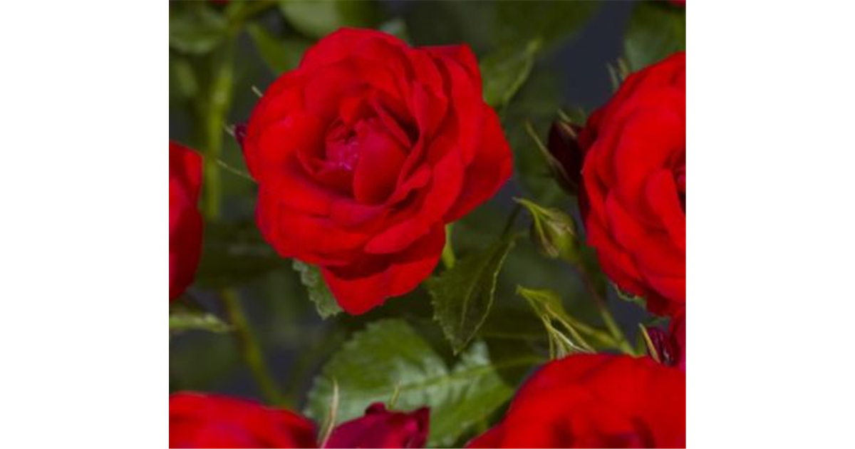 Beetrose 'Bright Meilove', Rosa 'Bright Meilove' leuchtend rot - Seebauer