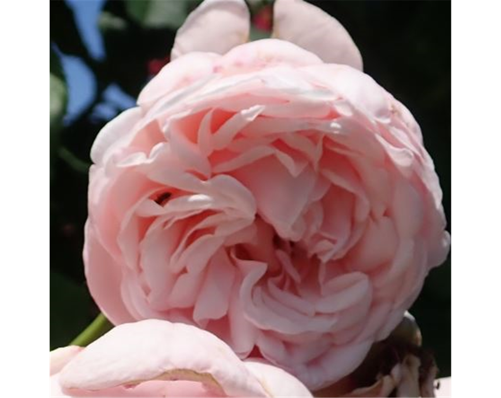Kletterrose 'Divina', Rosa 'Divina' zartrosa - Seebauer