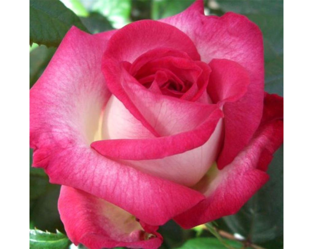 Edelrose 'Julia', Rosa 'Julia' pink-weiß - Seebauer