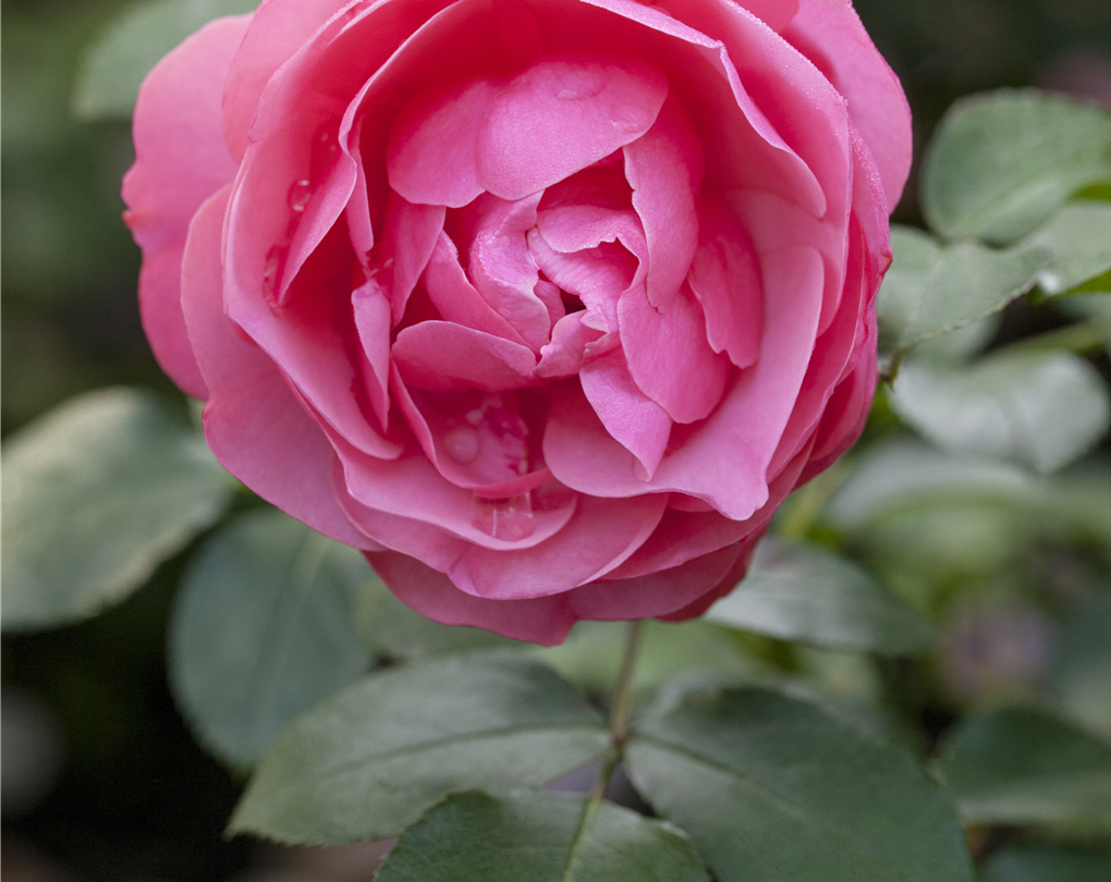 Beetreose 'Royal Estelle', Rosa 'Royal Estelle' lachsrosa-apricot ...